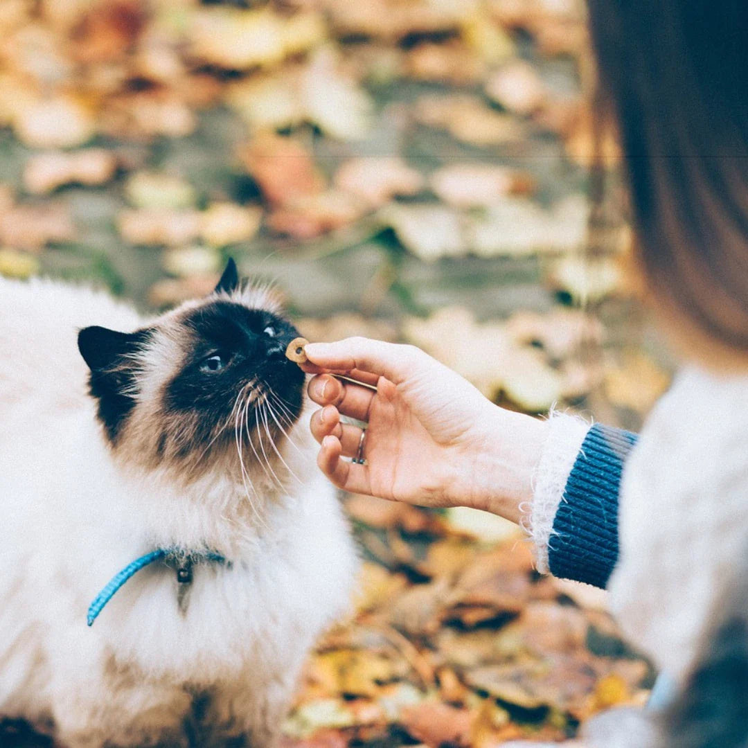 Pienso Seco para Gatos Adultos - Chema y su manada | Ayuda a los Gatos ...