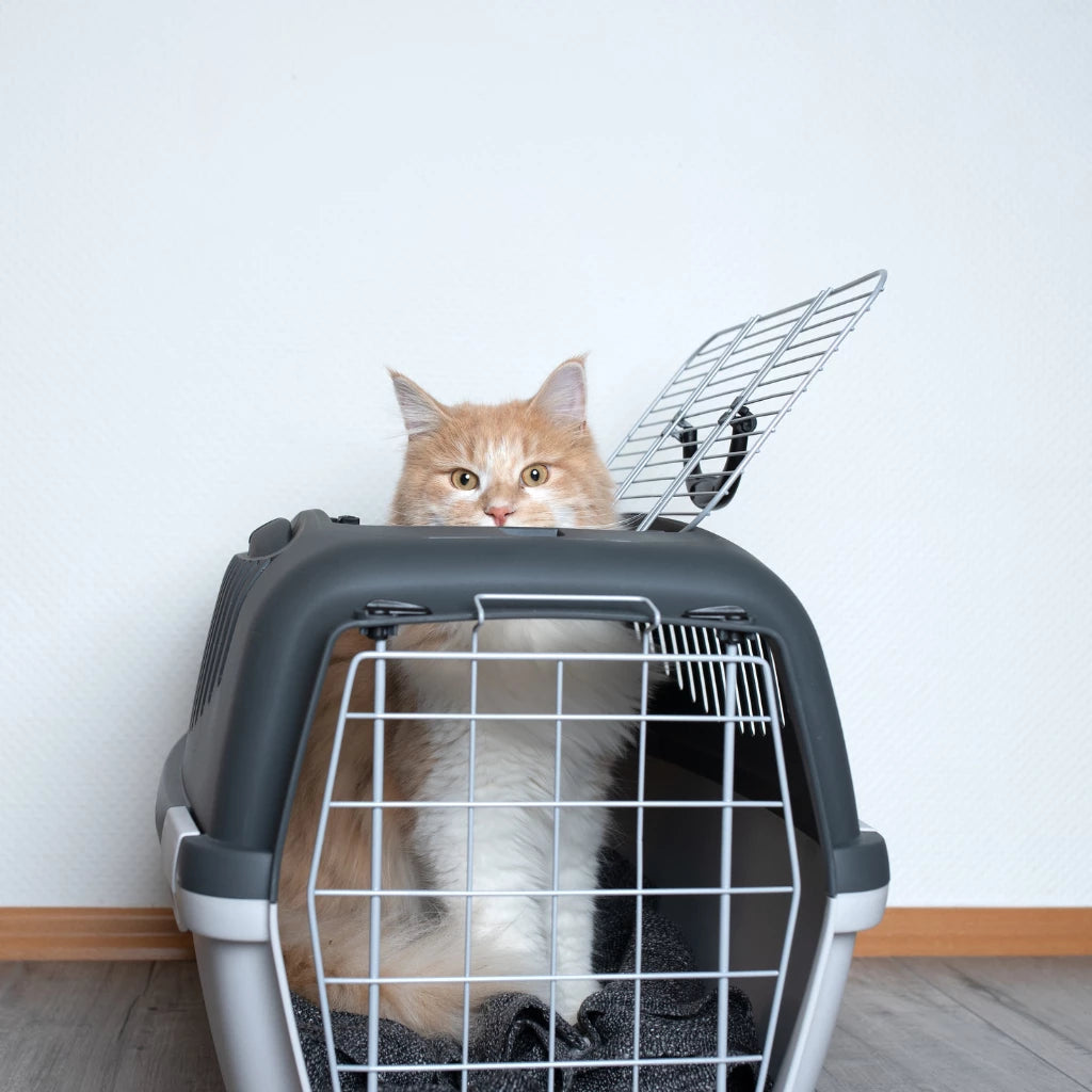 DESCANSO Y TRANSPORTE GATOS – Chema y Su Manada